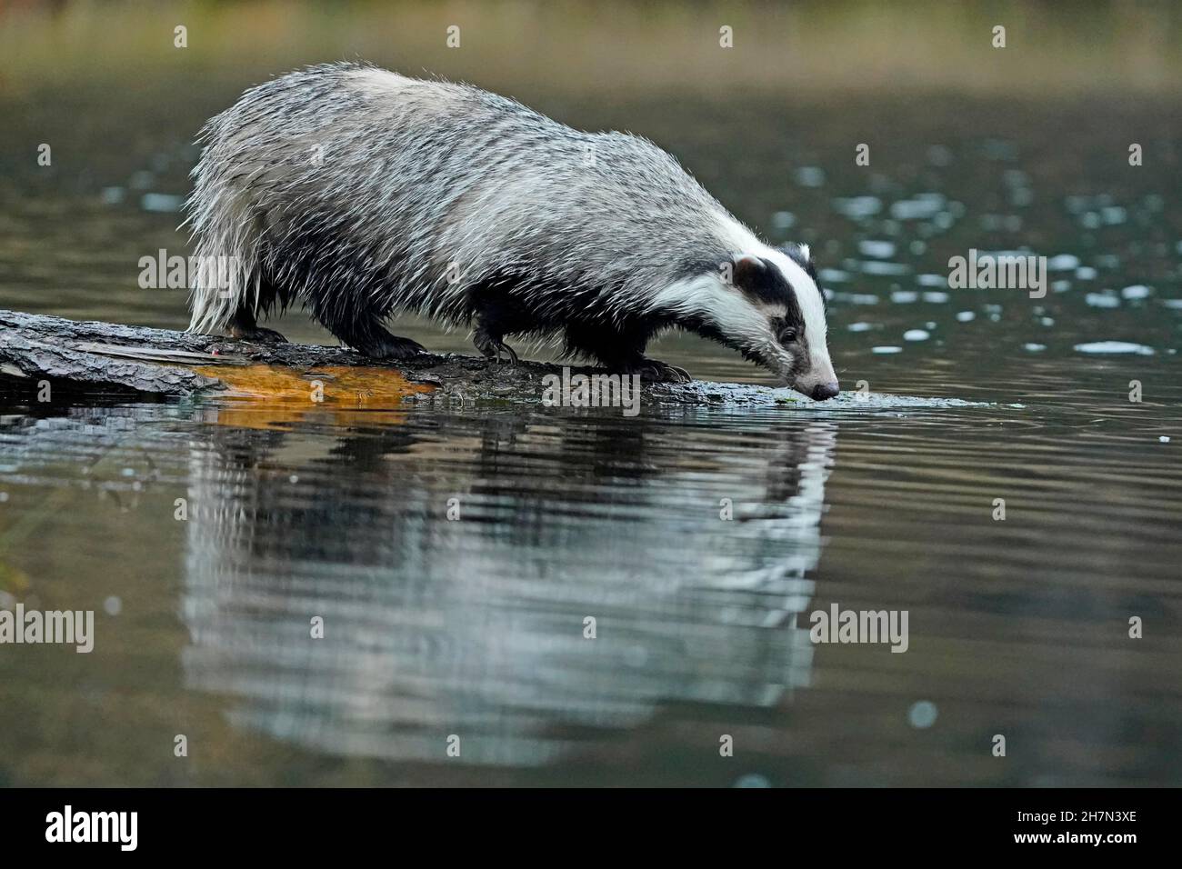 European badger (Meles meles), on the bank by a pond, Czech Republic ...