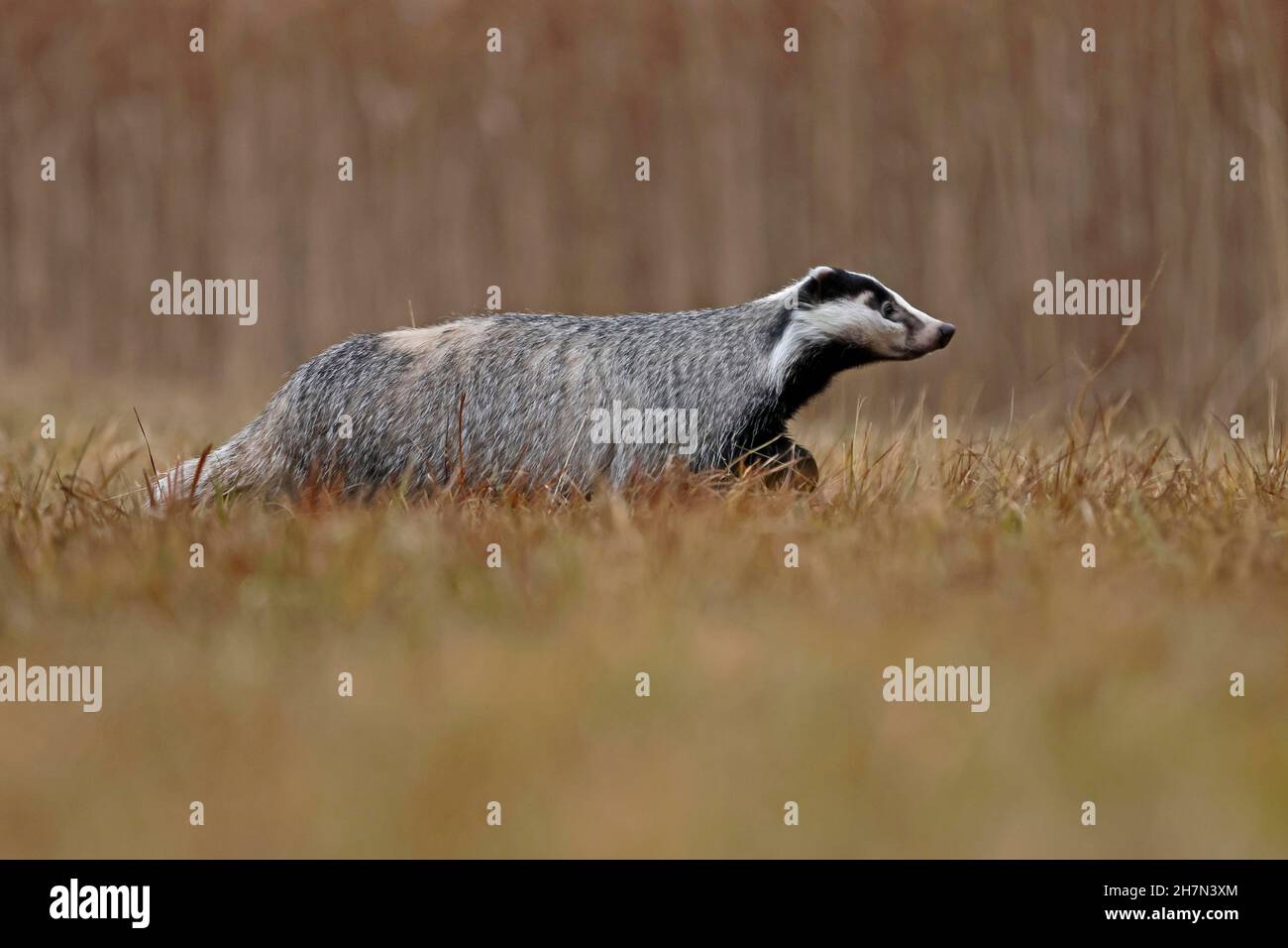 European badger (Meles meles), running in a meadow, Czech Republic ...