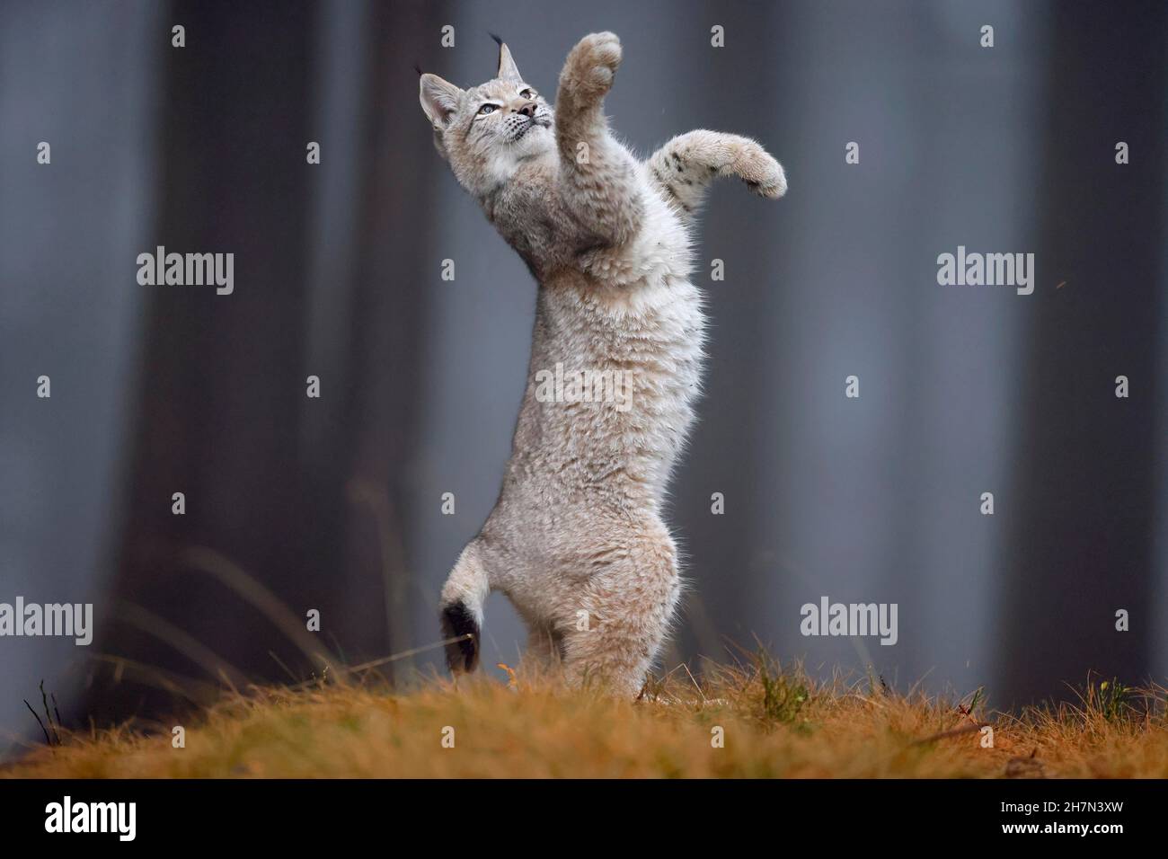 Eurasian lynx (Lynx lynx), jumping in a forest, Czech Republic Stock ...