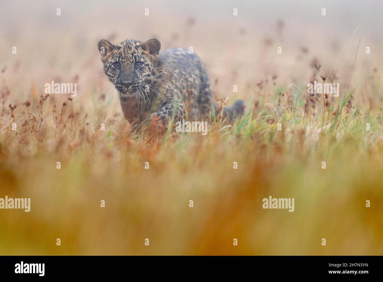 Indian indian leopard (Panthera pardus fusca) young in a meadow, Czech ...