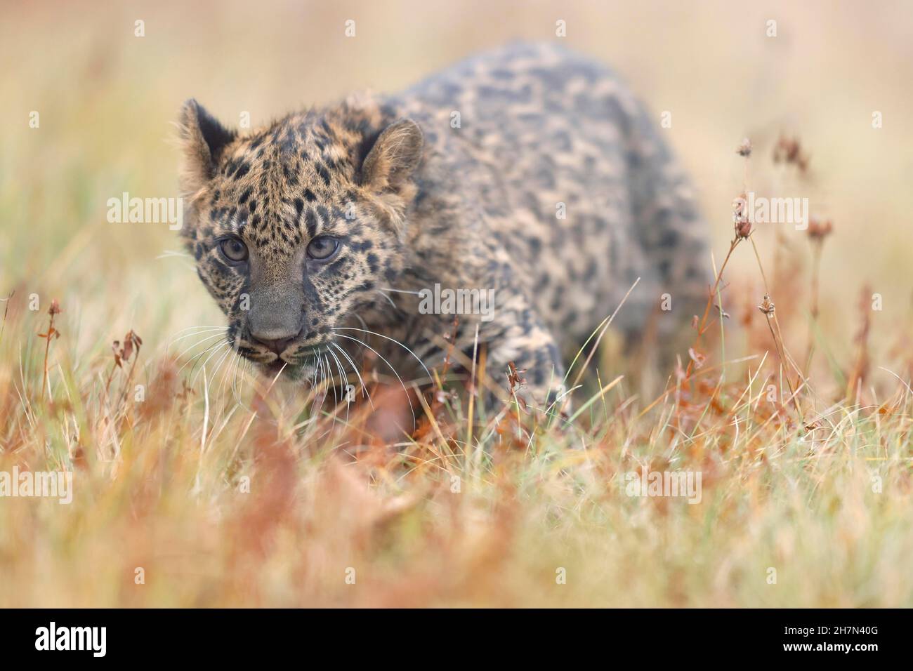 Indian indian leopard (Panthera pardus fusca) young in a meadow, Czech ...