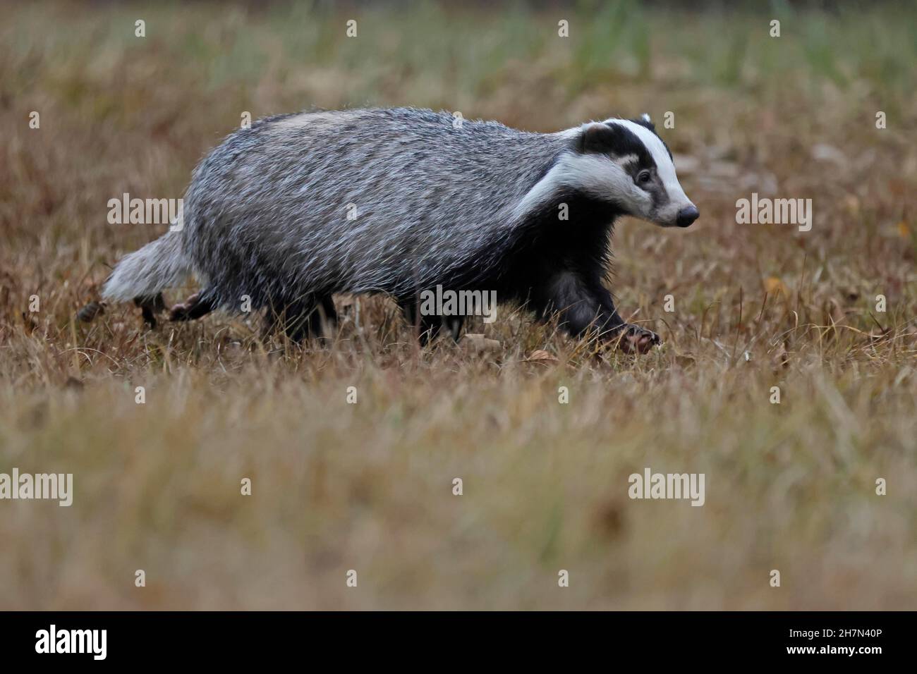 Badger movement hi-res stock photography and images - Alamy