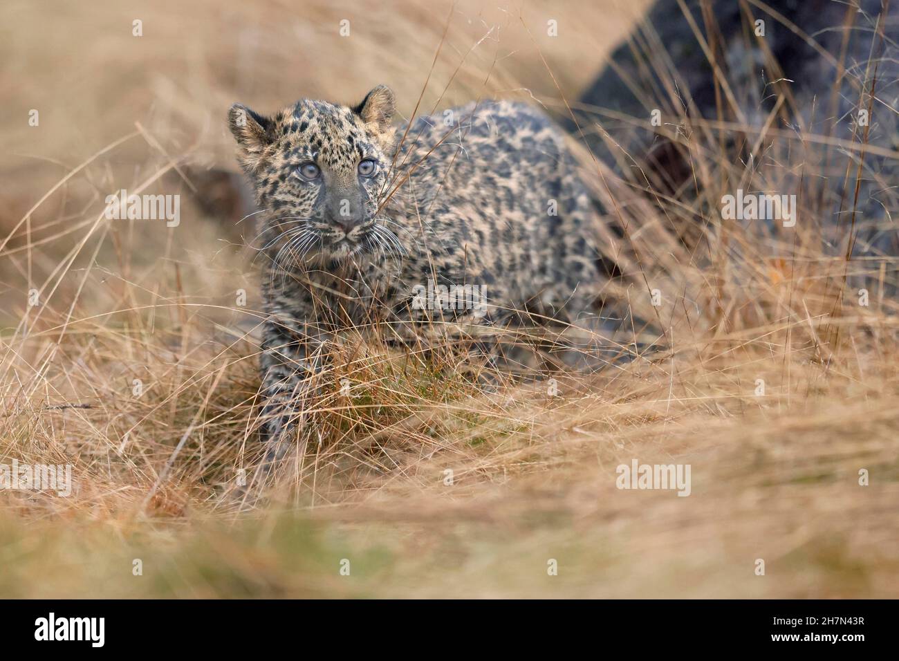 Indian indian leopard (Panthera pardus fusca) young in a forest, Czech ...