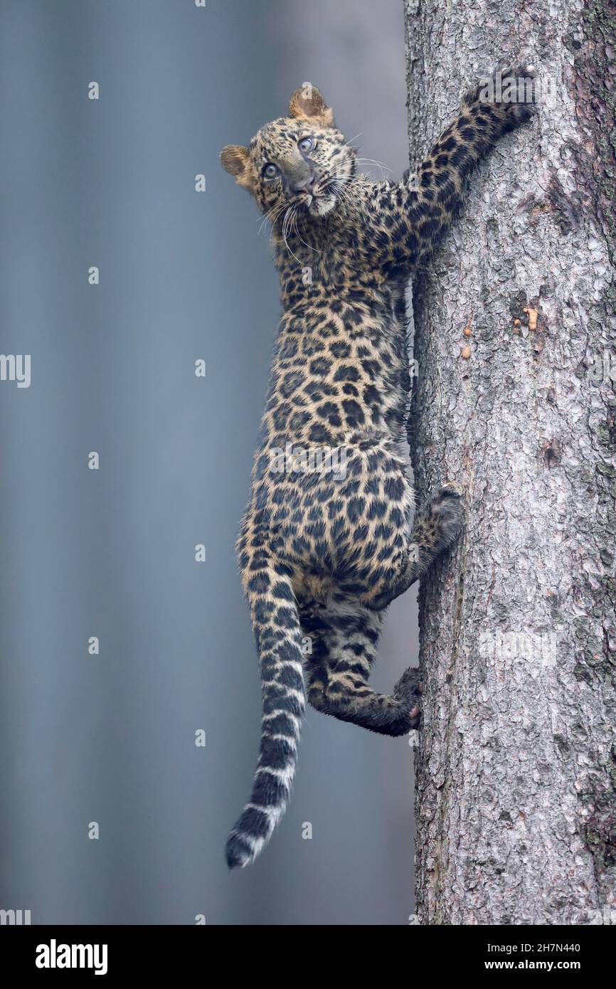 Indian indian leopard (Panthera pardus fusca) young climbing a tree ...