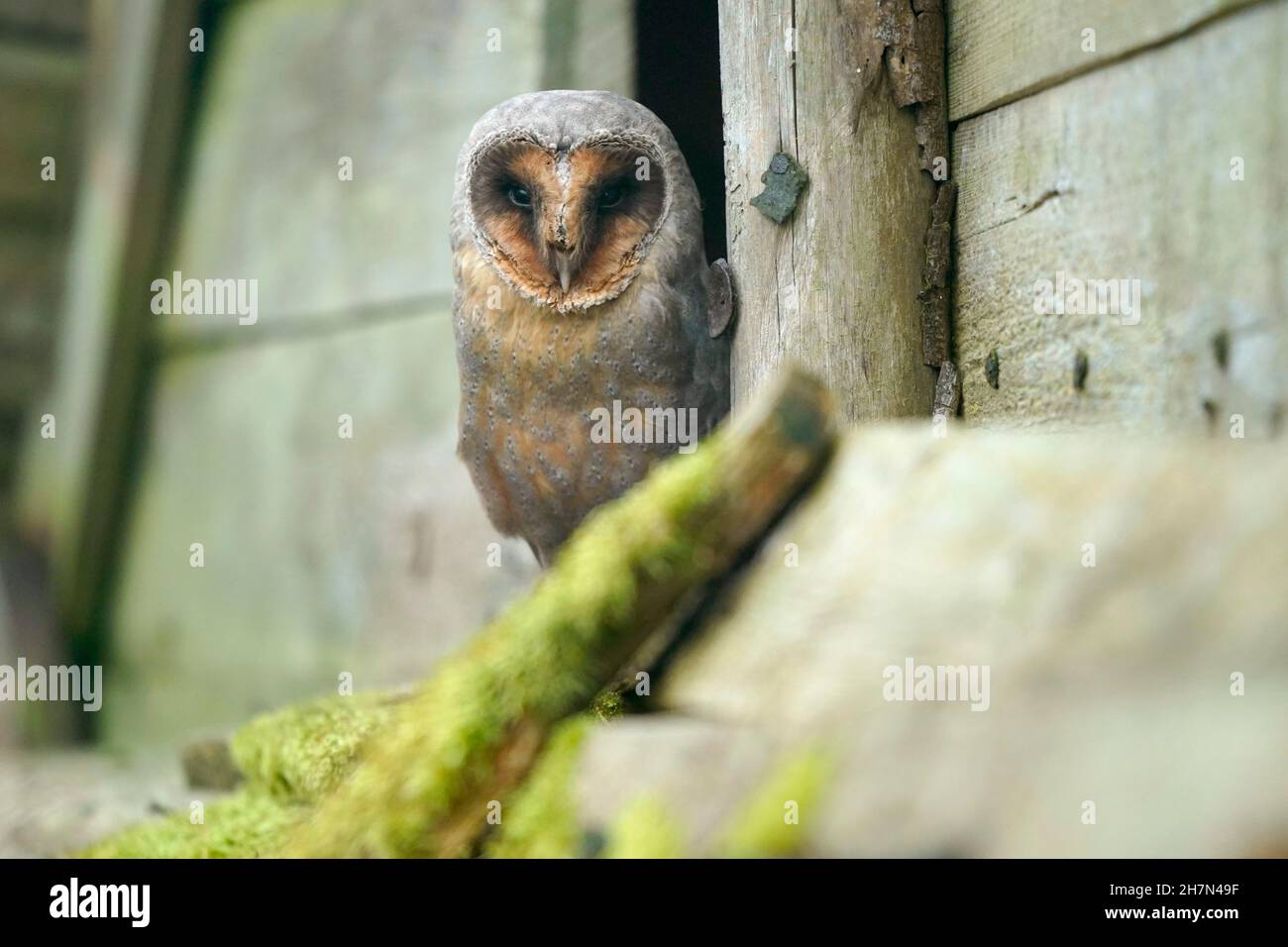 Common barn owl (Tyto alba), animal portrait, Czech Republic Stock ...