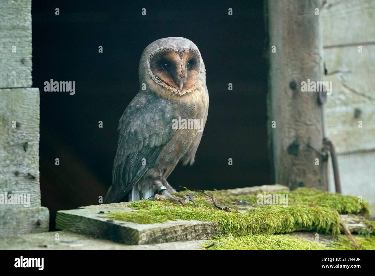 Common barn owl (Tyto alba), animal portrait, Czech Republic Stock ...