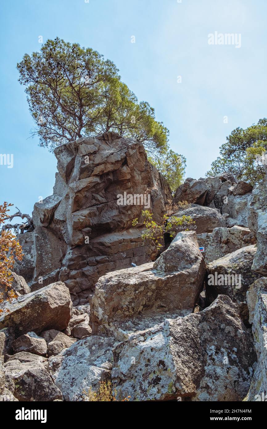 Trees growing on the Methana volcano rubble field, Methana volcano ...