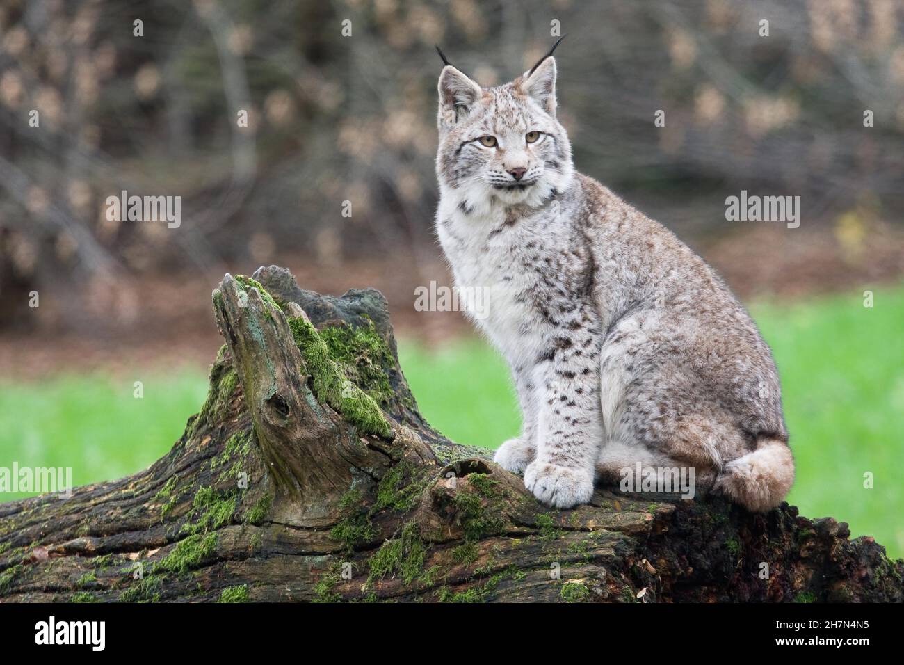 Eurasian lynx (Lynx lynx), female, sitting on dead wood, captive ...