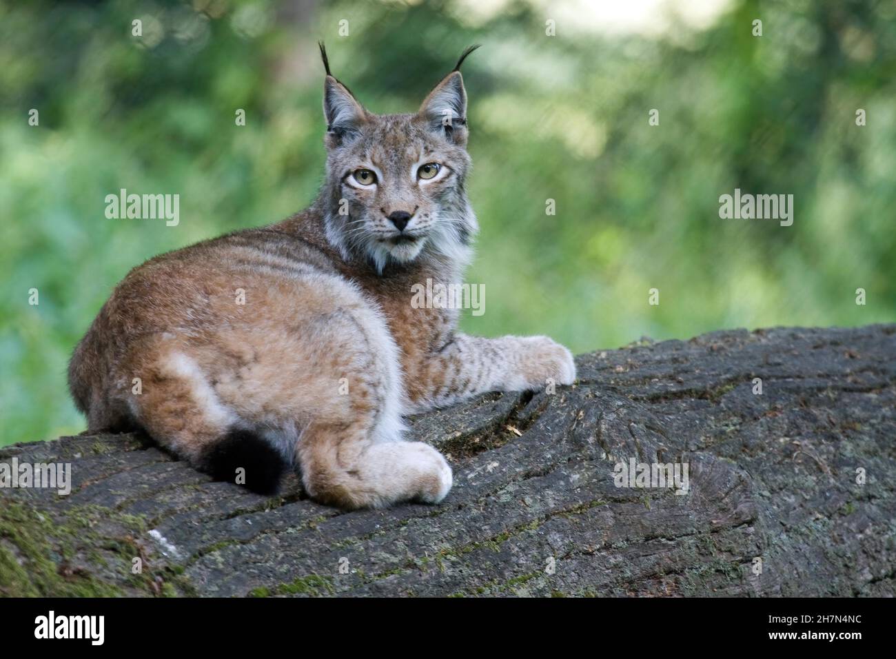 At rest on dead wood hi-res stock photography and images - Alamy