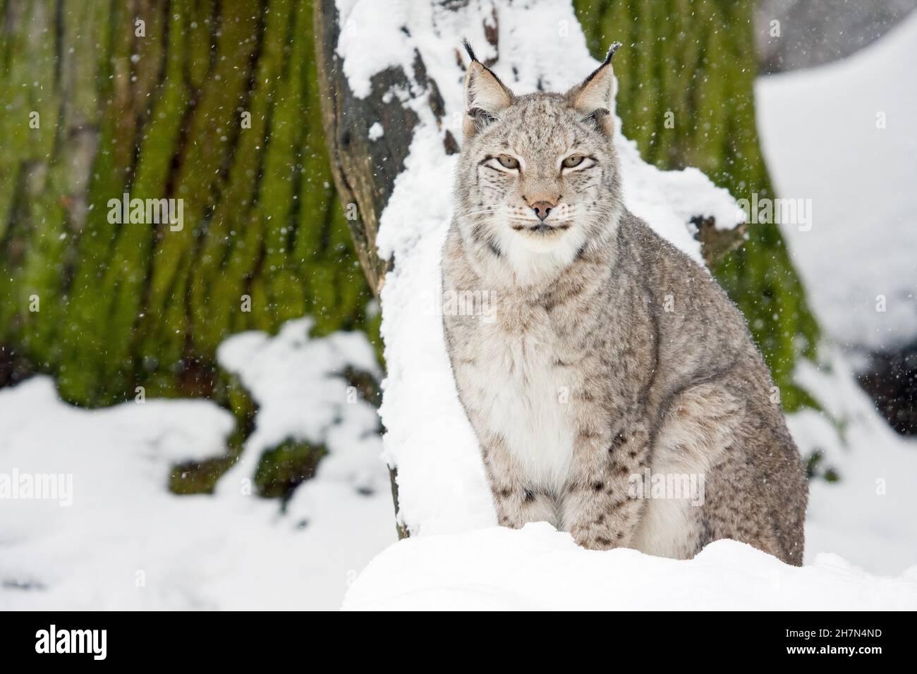Eurasian lynx (Lynx lynx), female, sitting on snow-covered ground ...