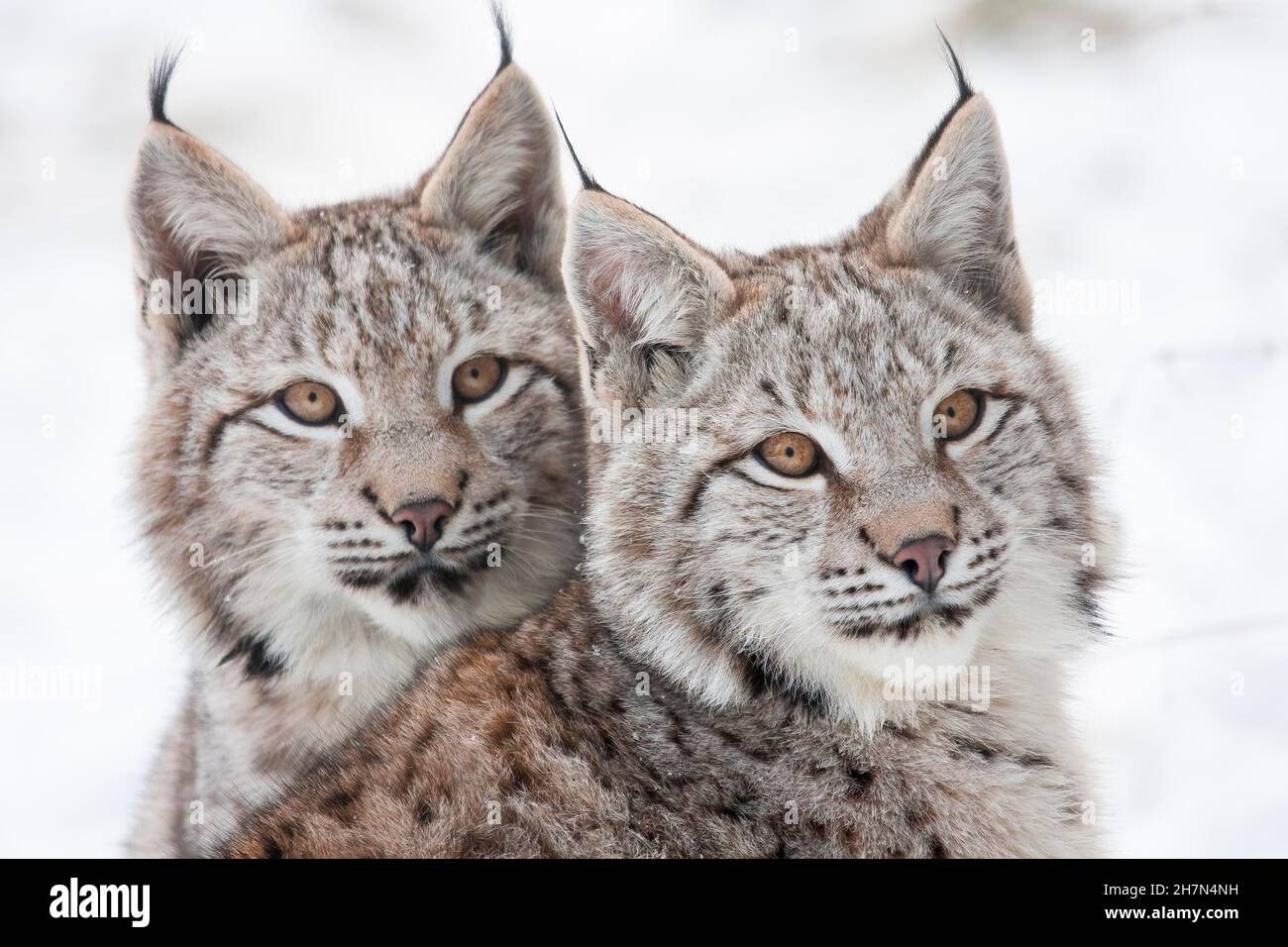 Two eurasian lynx (Lynx lynx), young animals, animal portrait, captive ...
