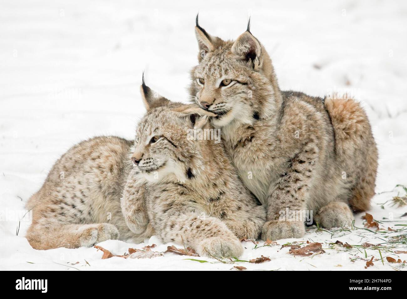 Two eurasian lynx (Lynx lynx), cubs, lying on snow-covered ground ...