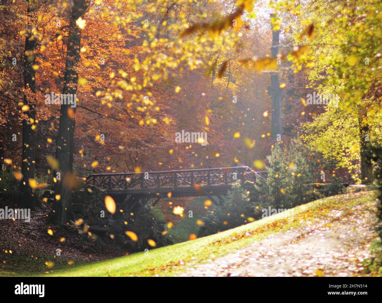 Autumn leaves falling in Bois de la Cambre park, Brussels, Belgium ...