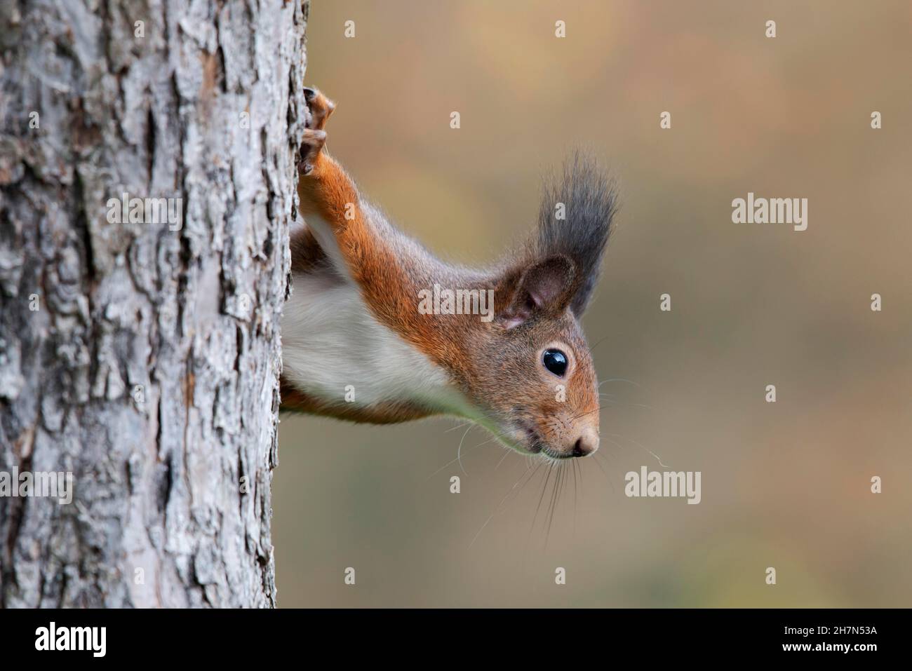 Eurasian red squirrel (Sciurus vulgaris) looking out from behind a tree ...