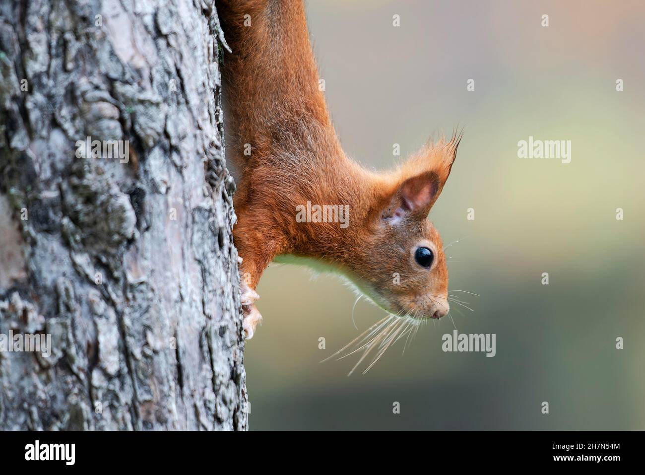 Eurasian red squirrel (Sciurus vulgaris) looking out from behind a tree ...