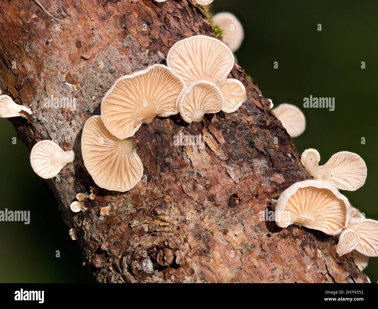 Common stump-foot (Crepidotus variabilis) growing on the deadwood of a ...