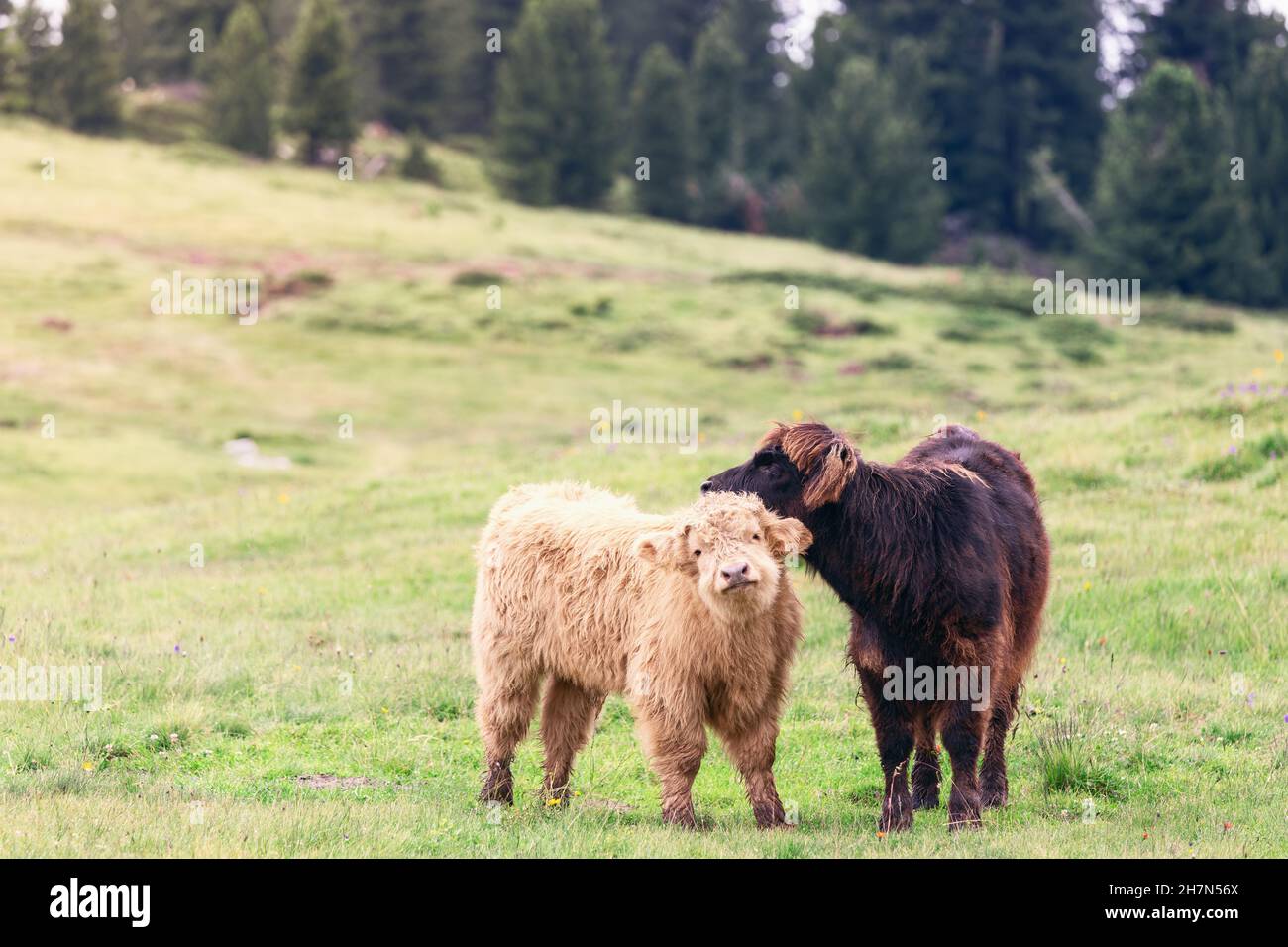 Two yak calves play in a pasture in northern Italy in the Alps Stock ...