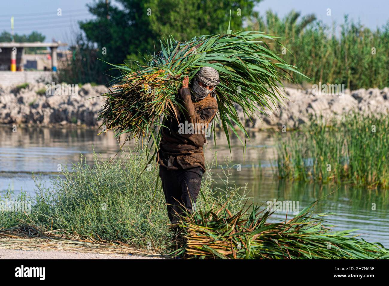 Marsh arab collecting reed, Mesopotamian Marshes, Ahwar of southern ...