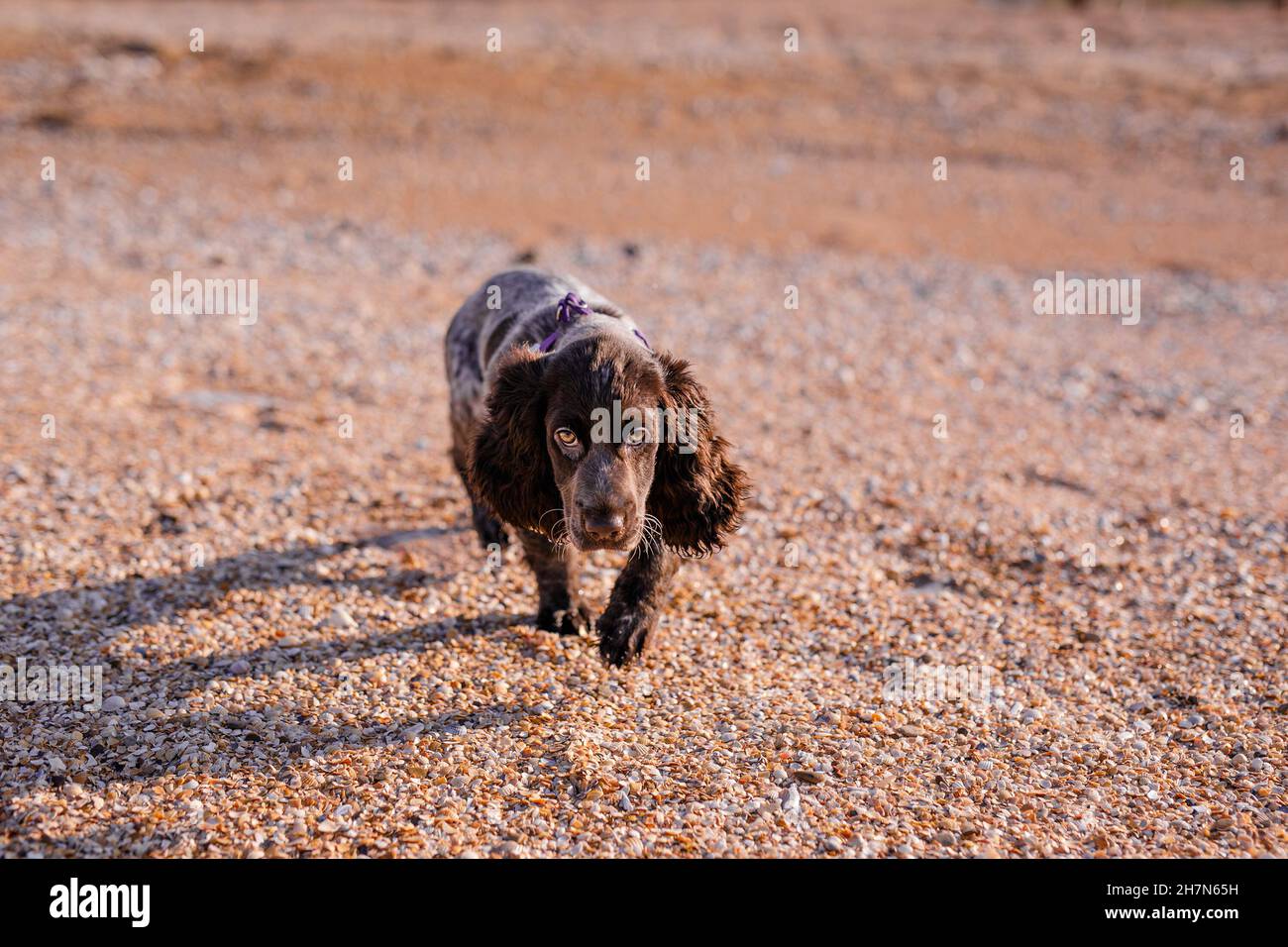 Russian brown spaniel puppy running and playing on the sandy beach ...