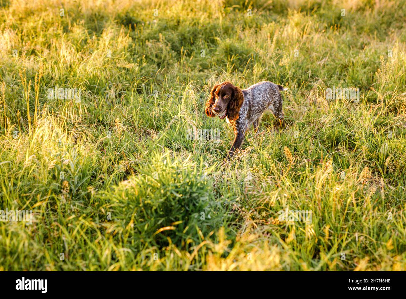 Russian brown spaniel lying in green grass in a field and lit by the ...
