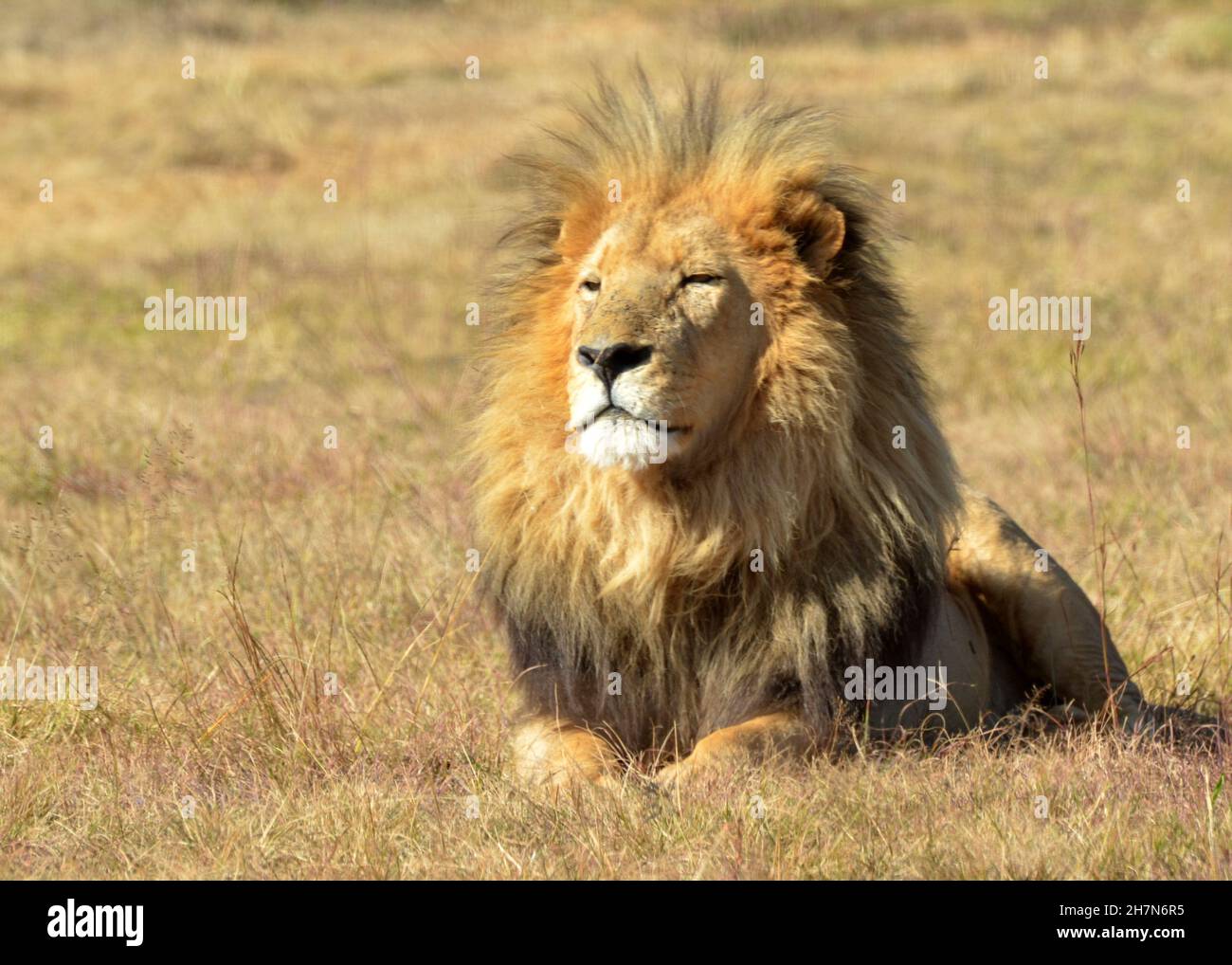 Scenic view of a male lion in Lion and Rhino Park, near Krugersdorp ...