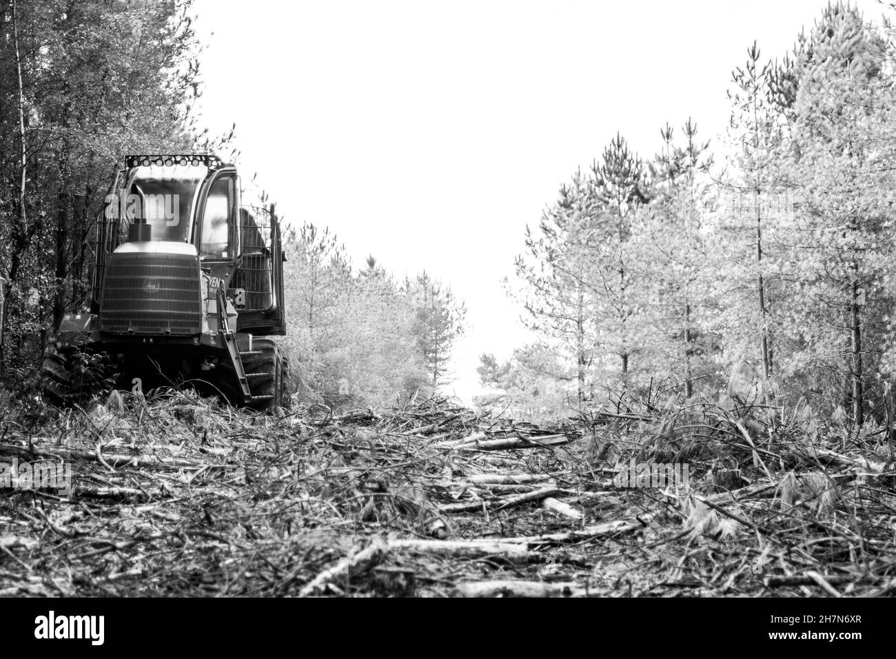 Tree cutting Black and White Stock Photos & Images - Alamy