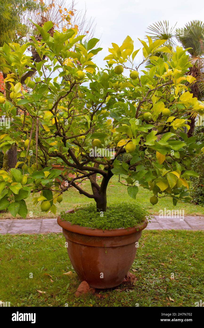 Lemon tree in a ceramic pot in the garden Stock Photo - Alamy