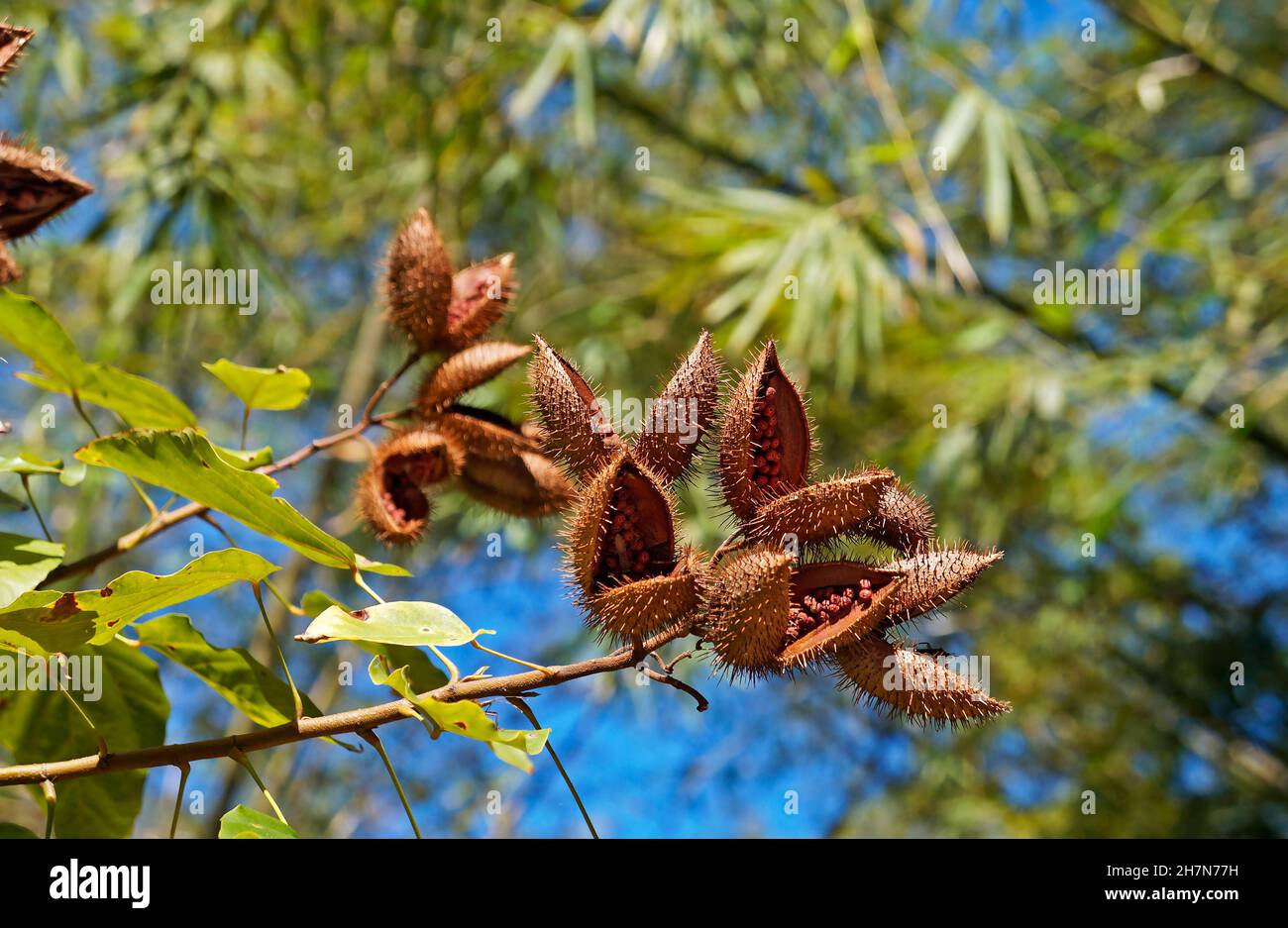 Achiote annatto lipstick tree urucum hi-res stock photography and ...