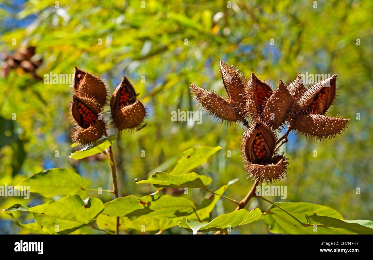 Achiote tree hi-res stock photography and images - Alamy