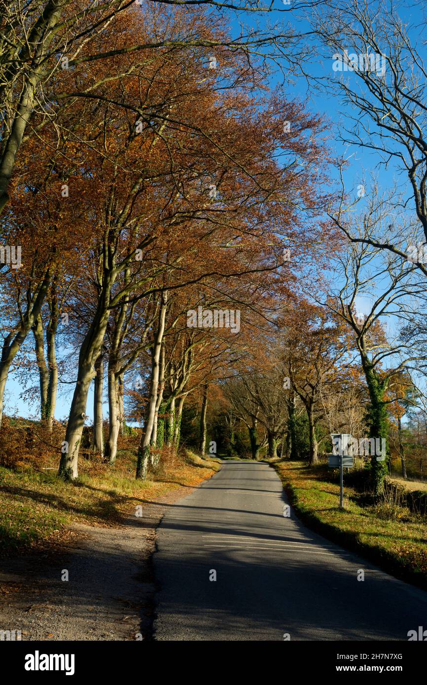Roadside beech trees in autumn in the Cotswolds, Gloucestershire ...