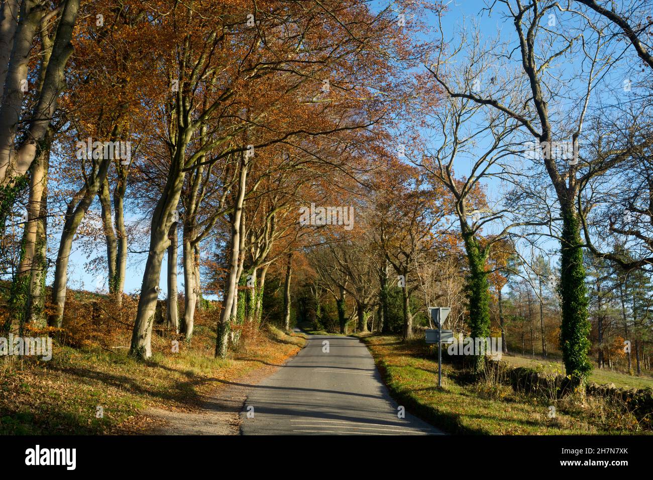 Roadside beech trees in autumn in the Cotswolds, Gloucestershire ...