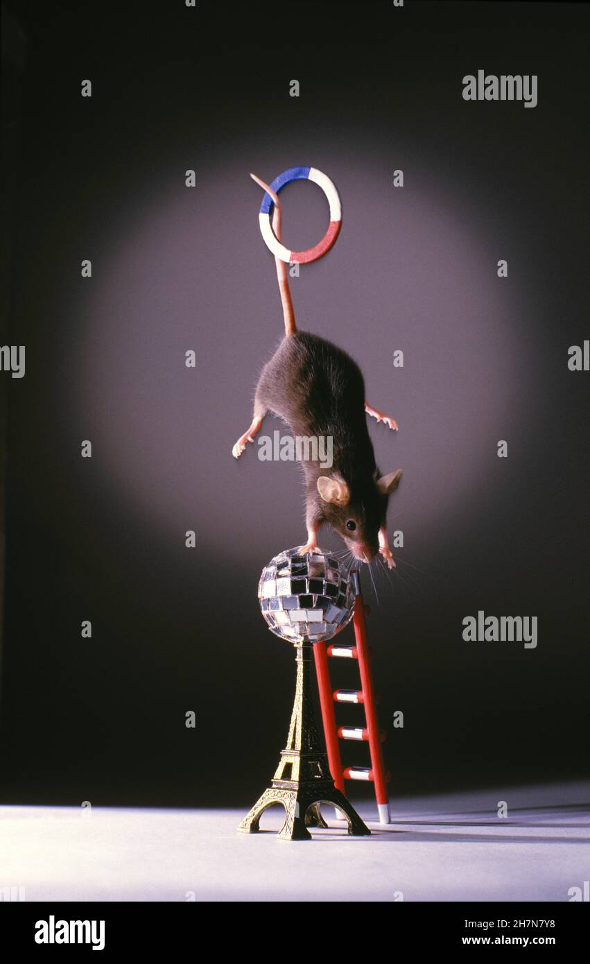 Acrobat artist hi-res stock photography and images - Alamy