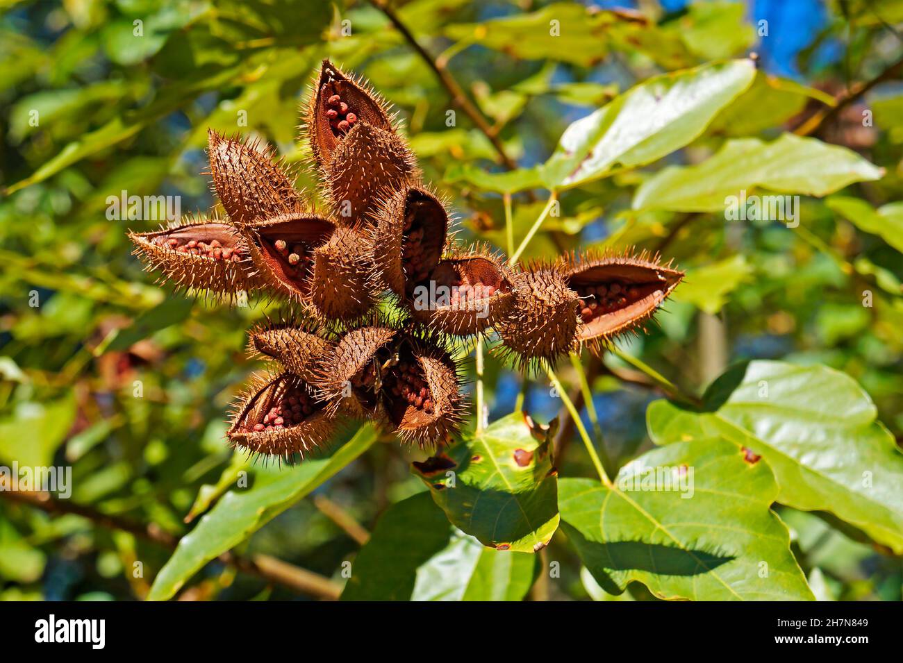 Achiote tree hi-res stock photography and images - Alamy