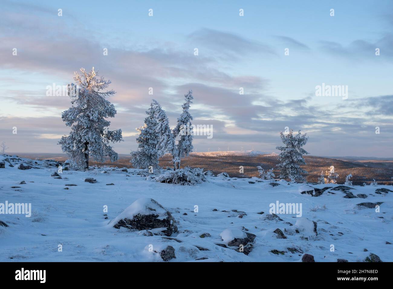 Tree line on Saerkitunturi, Finnish National Landscape, Muonio, Lapland ...