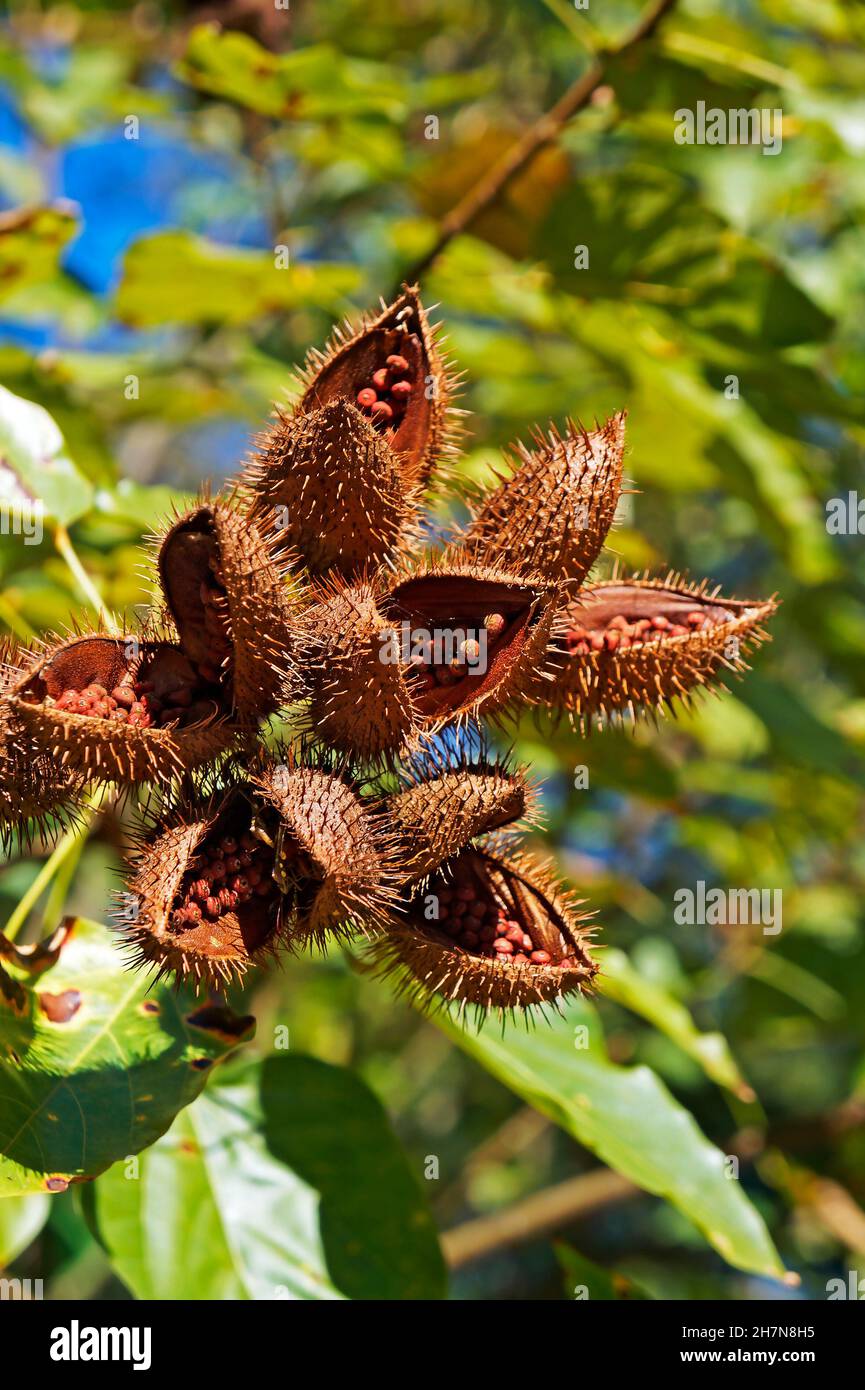 Achiote seeds on tree (Bixa orellana Stock Photo - Alamy