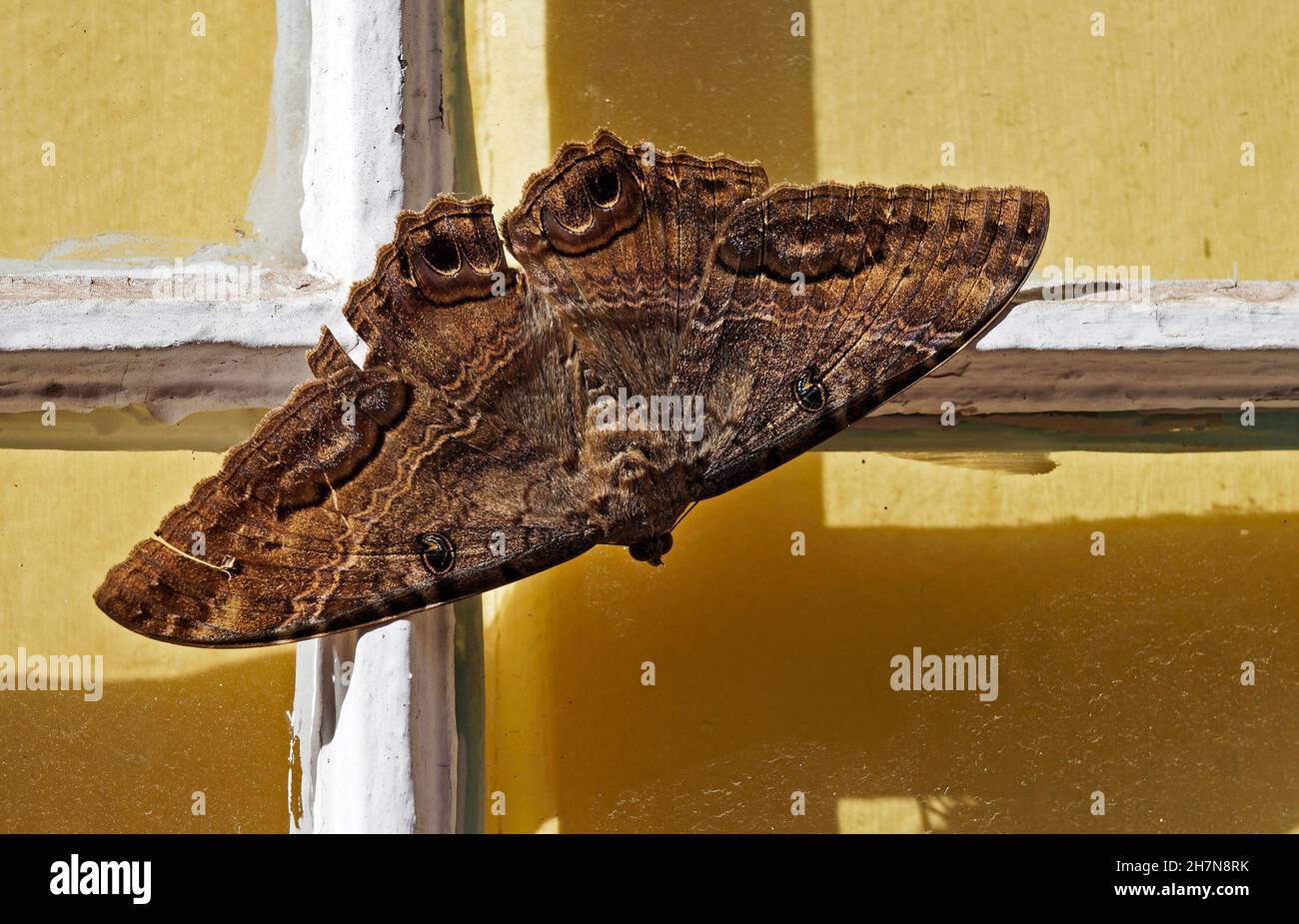 Brazil moths hi-res stock photography and images - Alamy