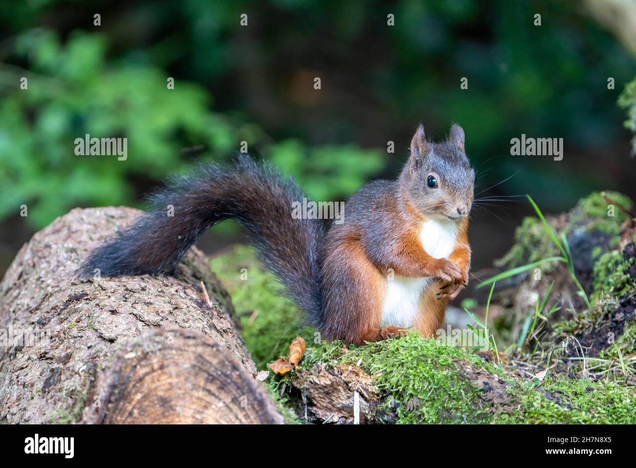 Germany squirrel eifel hi-res stock photography and images - Alamy
