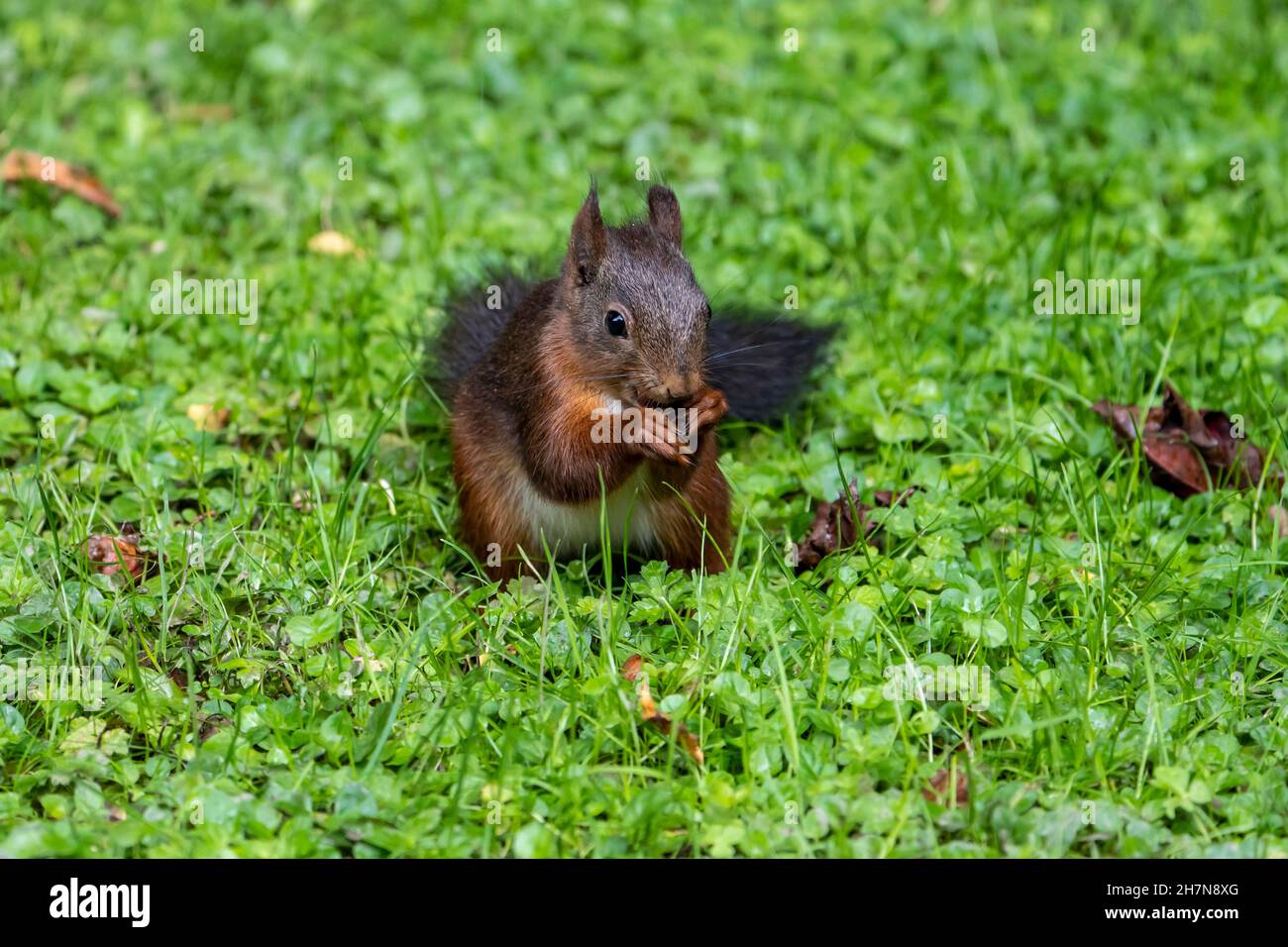 Germany squirrel eifel hi-res stock photography and images - Alamy