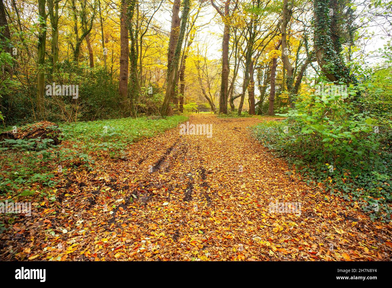Clearing in the Neuenburg primeval forest, Neuenburg primeval forest ...