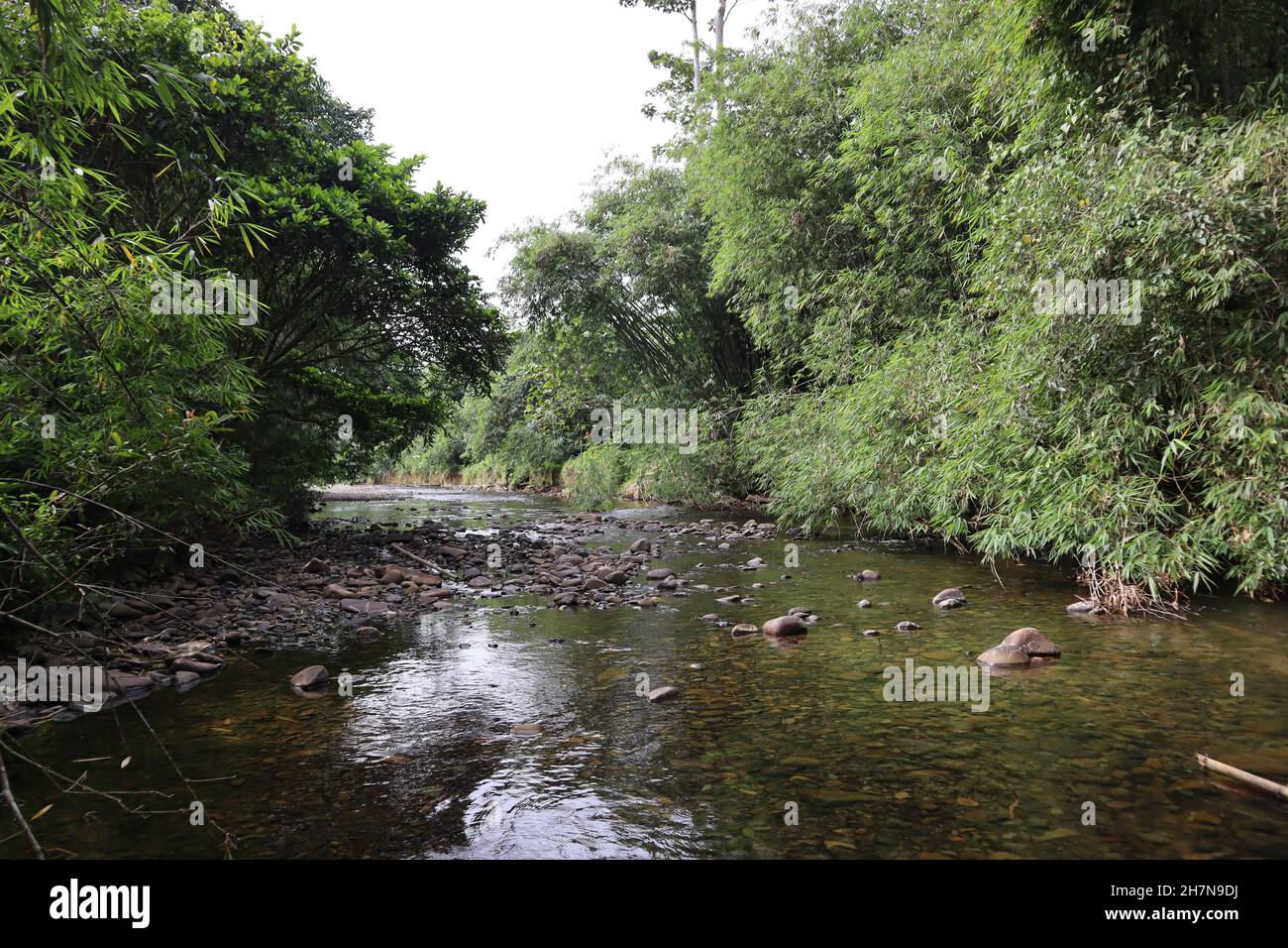 Nature of the Central Kalimantan forest Stock Photo - Alamy