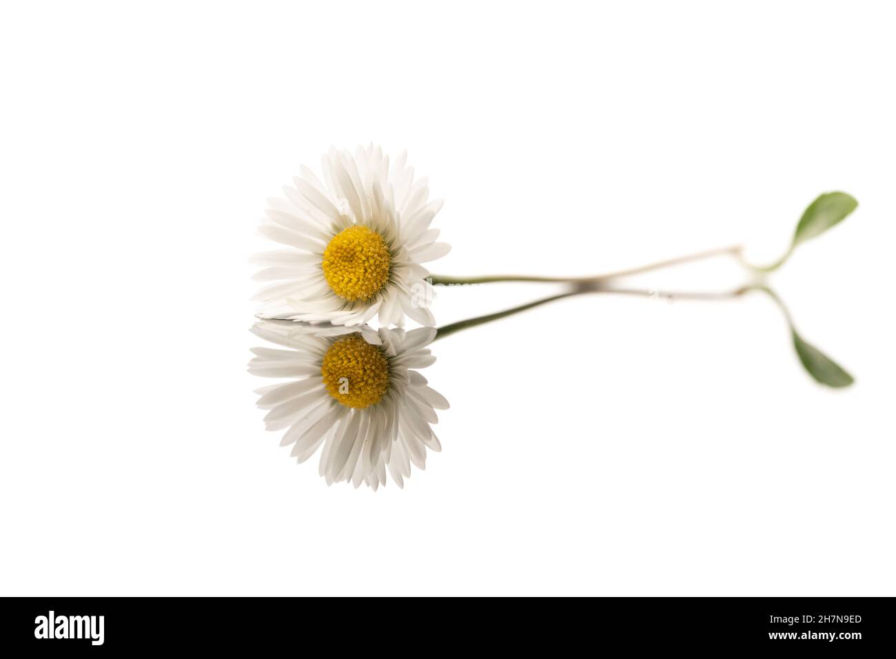 daisy flower on a reflective surface and white background Stock Photo ...