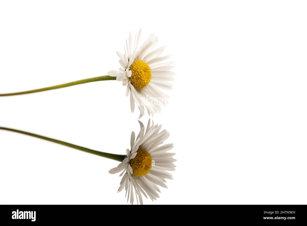 daisy flower on a reflective surface and white background Stock Photo ...