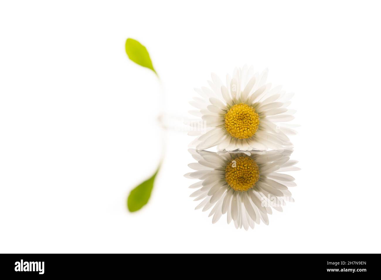 daisy flower on a reflective surface and white background Stock Photo ...
