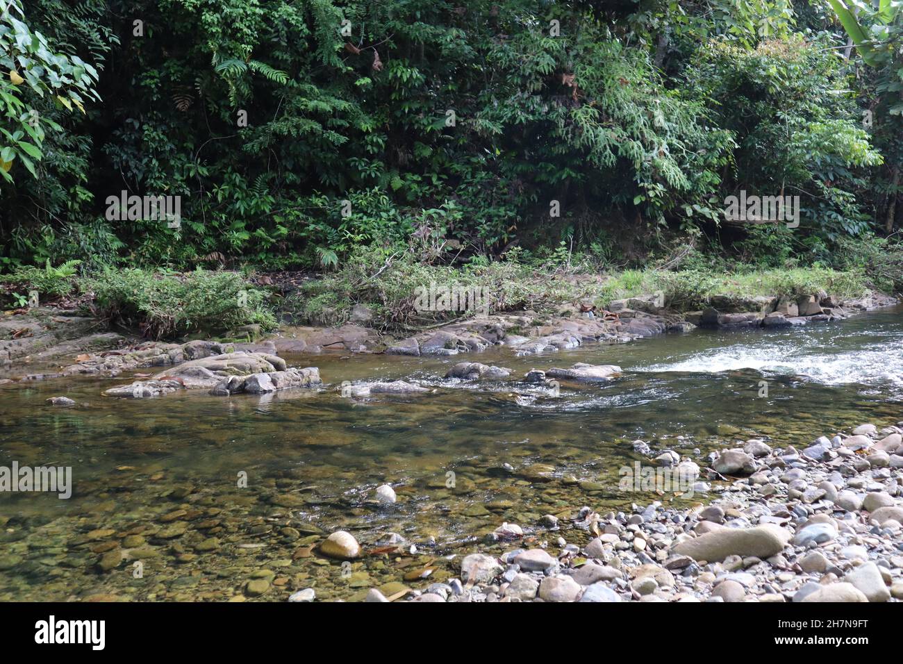 Nature of the Central Kalimantan forest Stock Photo - Alamy