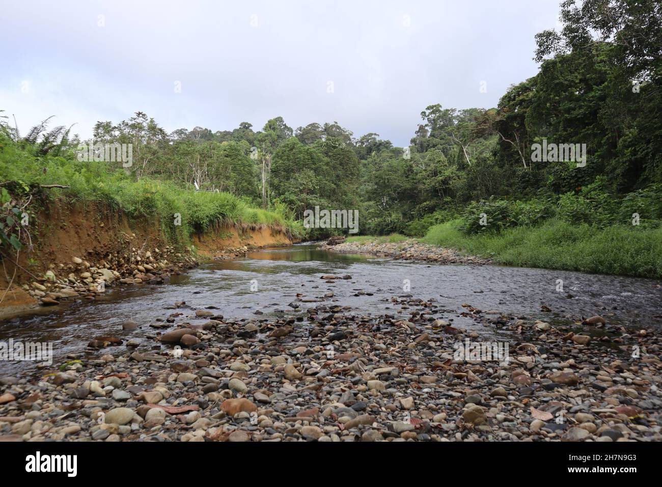 Nature of the Central Kalimantan forest Stock Photo - Alamy