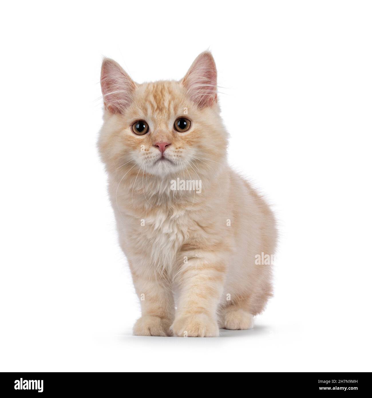 Sweet tailed Cymric cat kitten, standing facing front. Looking towards ...