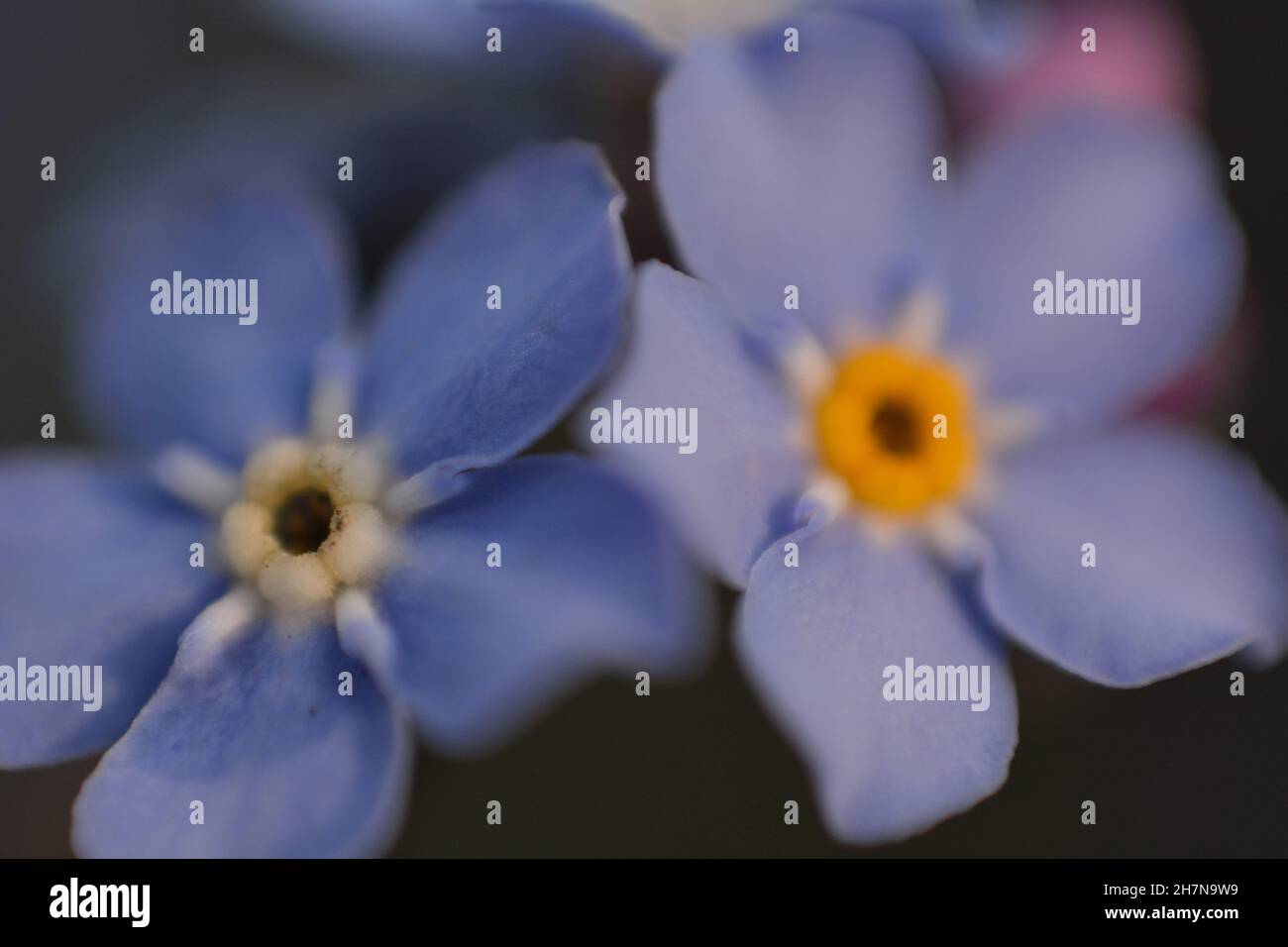 Forget me not myosotis vergissmeinnicht hi-res stock photography and ...