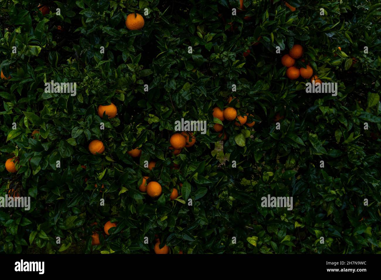 Oranges on a orange tree after an autumn rainstorm, in the interior of ...