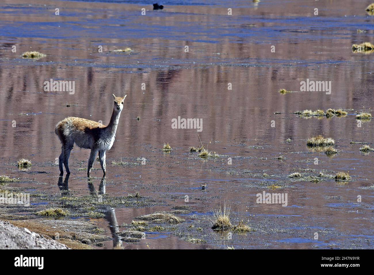 Closeup of a vicuna in a pond under the sunlight in the Atacama Desert ...
