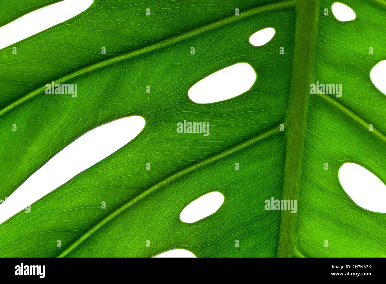 Creative background of a monstera plant leaf Stock Photo - Alamy